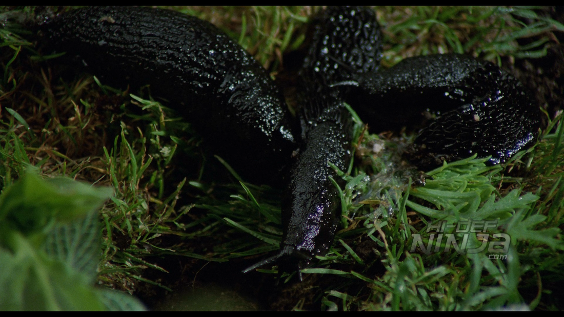 SLUGS Blu-ray Review | Hi-Def Ninja - Blu-ray SteelBooks - Pop Culture ...